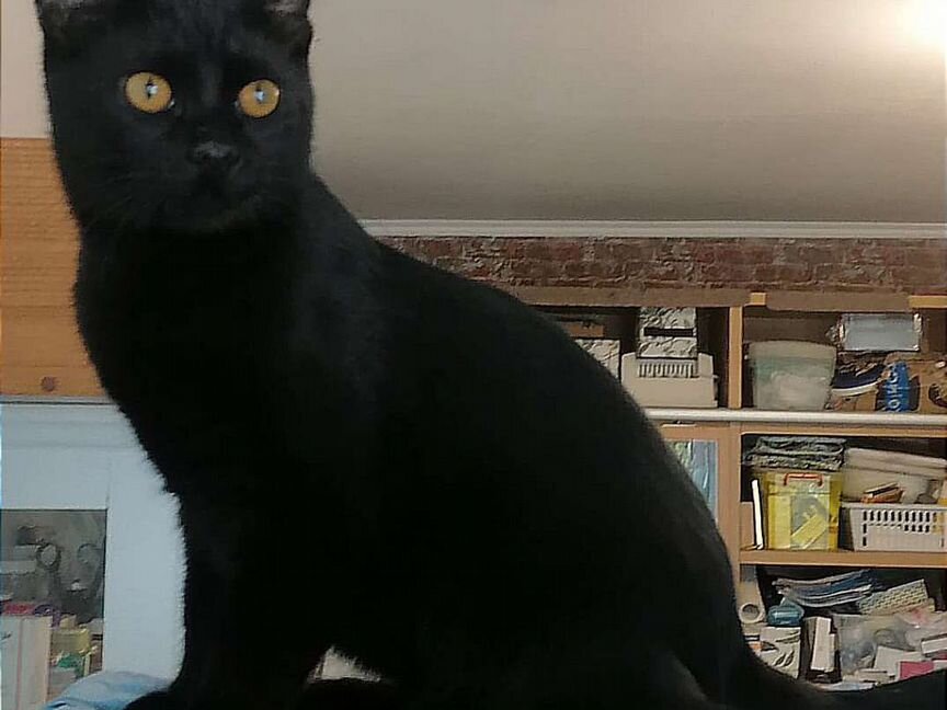 Черный Котенок в добрые руки