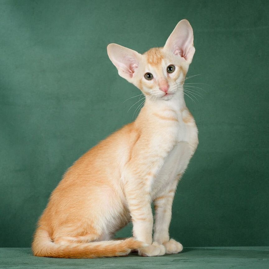 Ориентальные котята