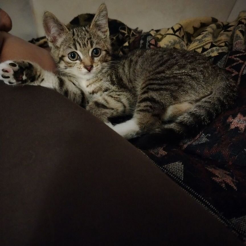Спасите котёнка