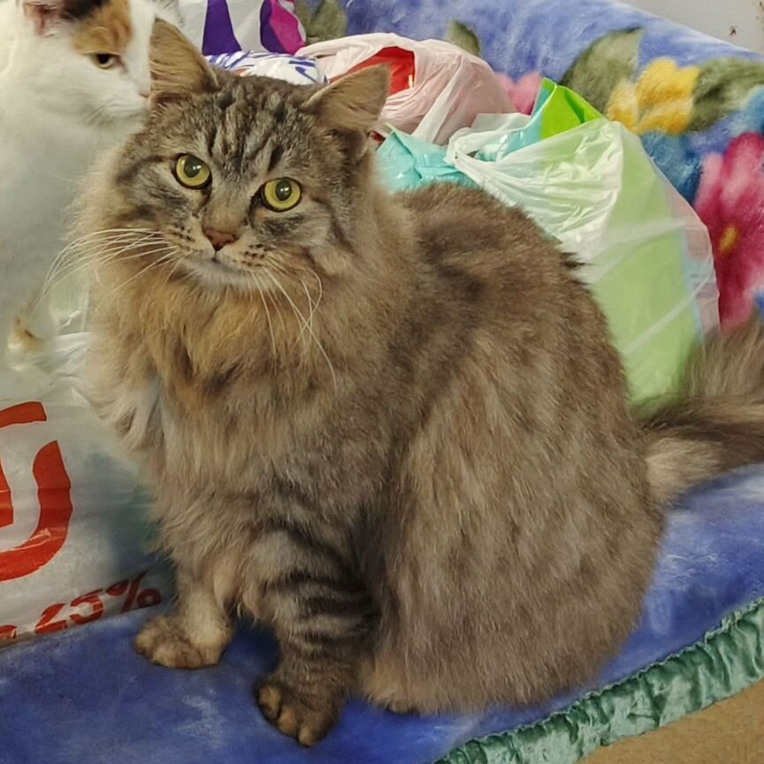 Взрослый кот в добрые руки