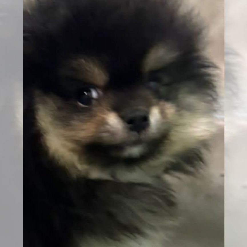 Померанский шпиц, щенок