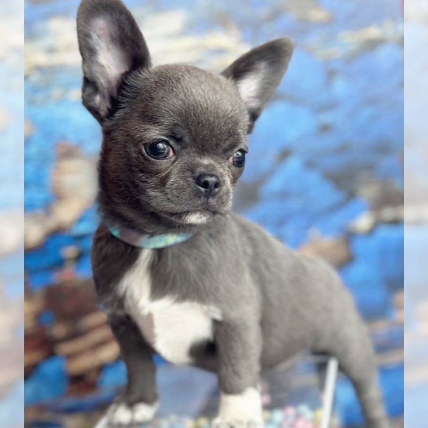 Чихуахуа, щенок