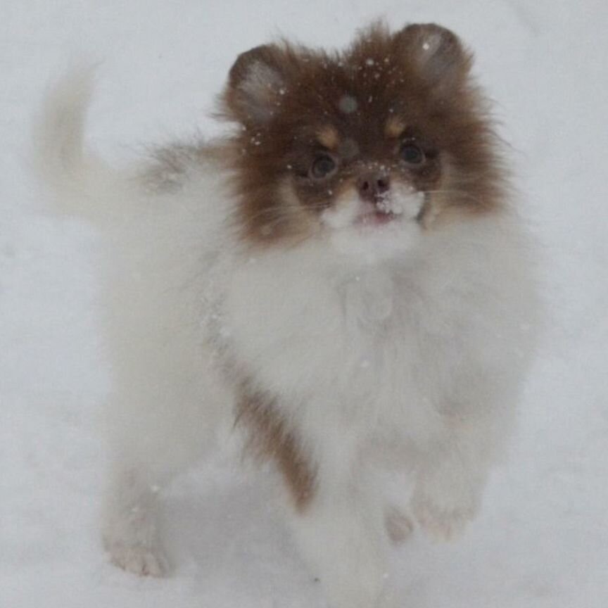 Померанский шпиц, щенок