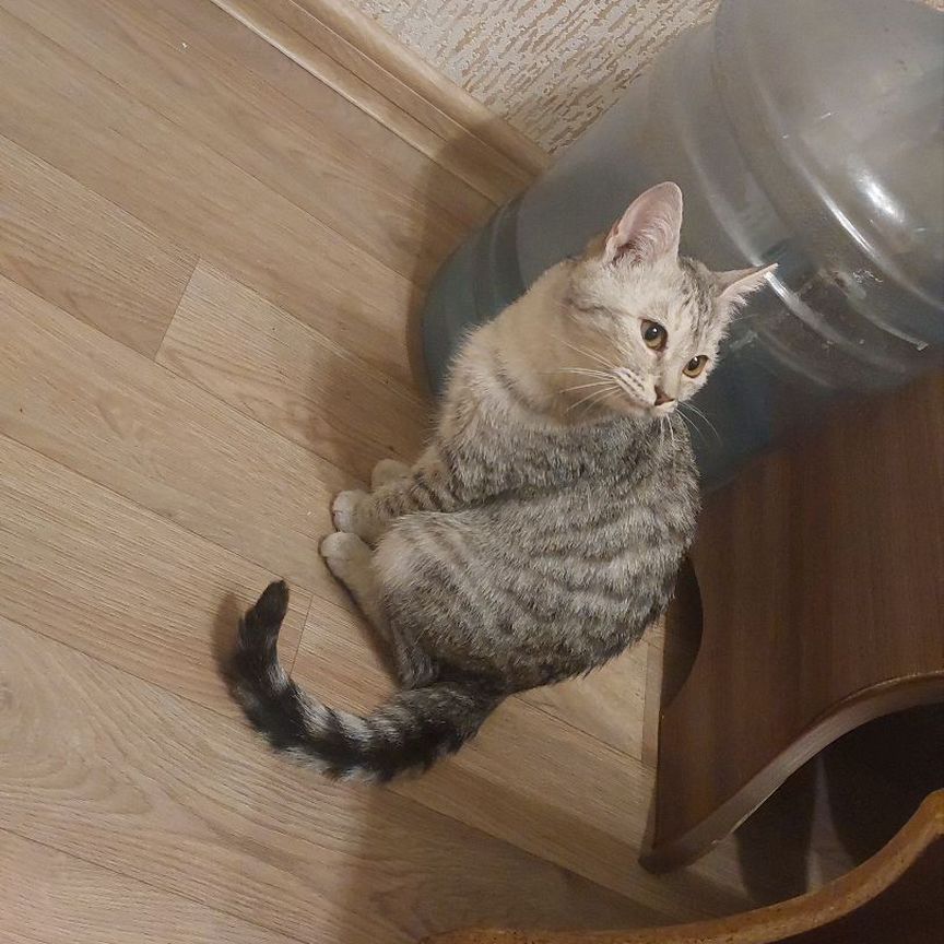 Кошечка Лилу