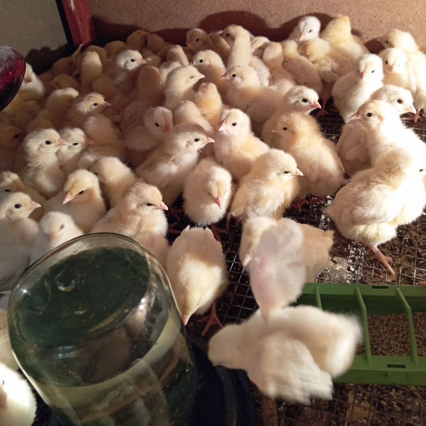 Цыпленок подрощенный ломан браун