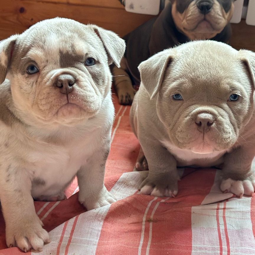 Американский булли, щенок