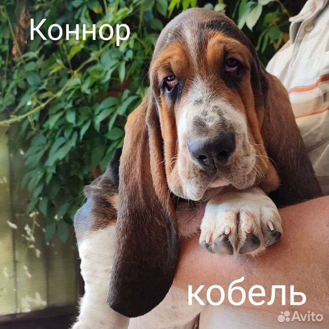 Бассет Хаунд, щенки рождённые 8.05.23