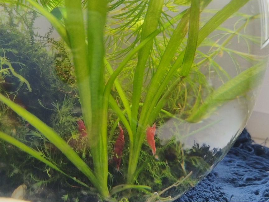 Аквариум с креветками