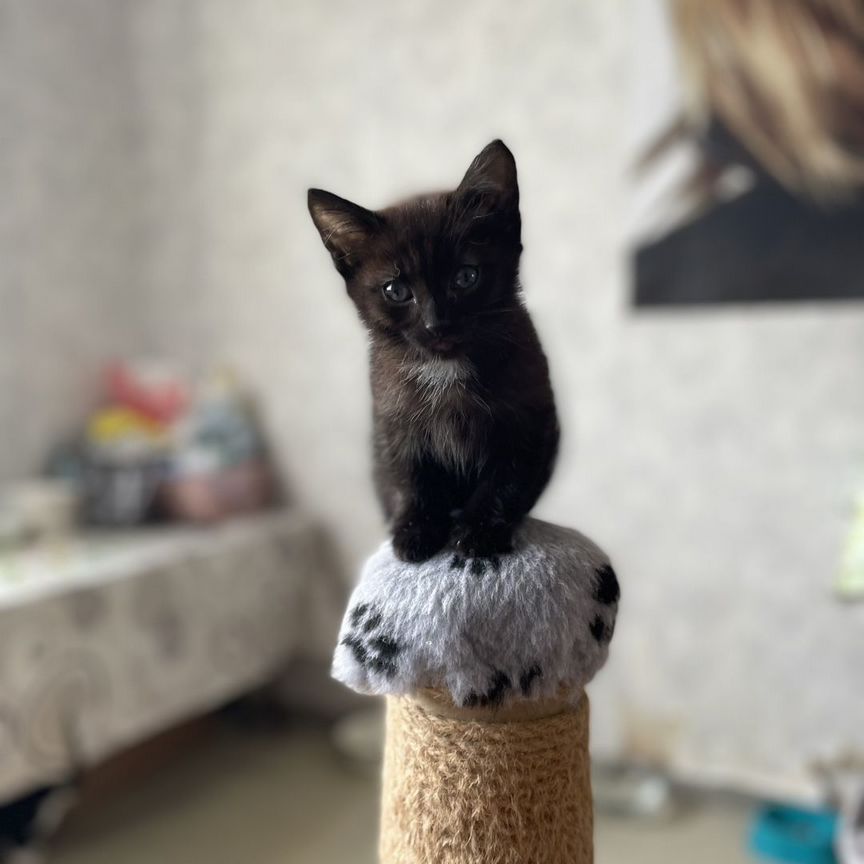 Маленький кукленок в семью