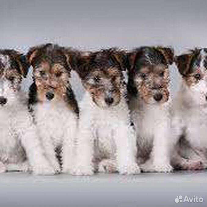 Фокстерьер