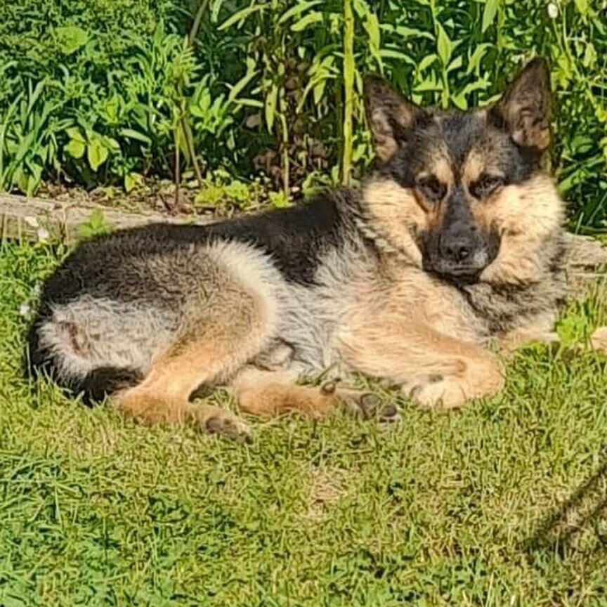 Взрослый пёс в добрые руки