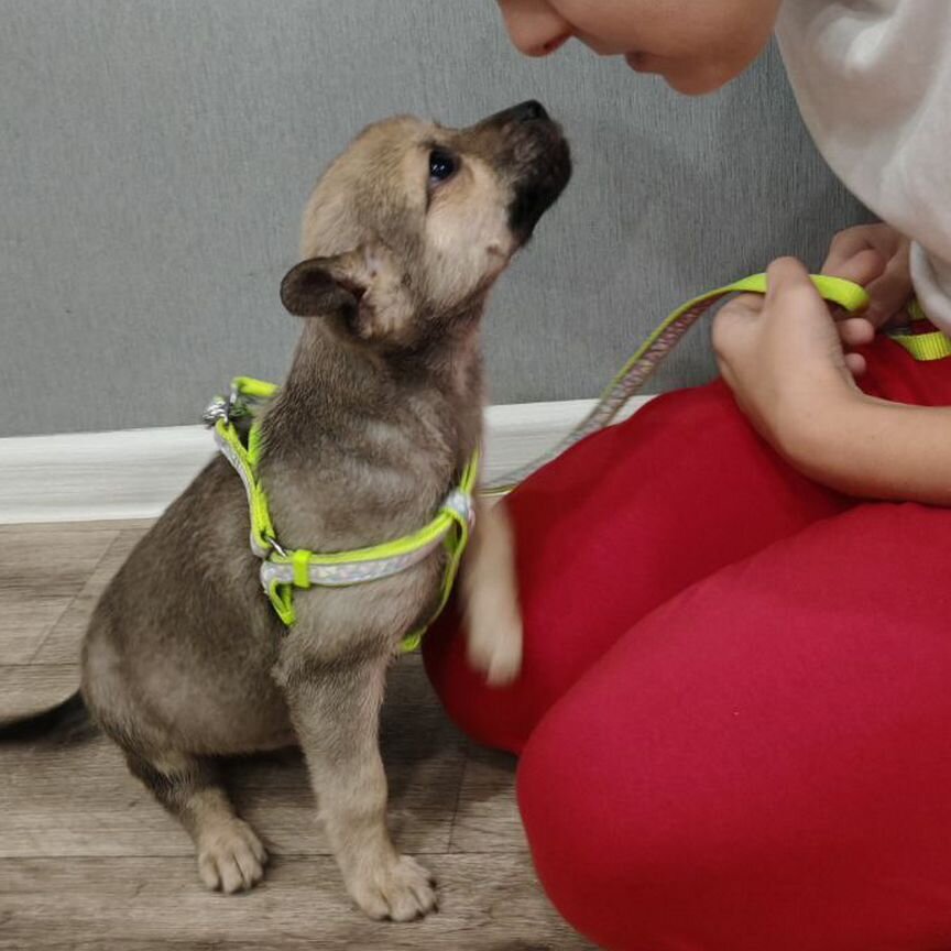 Щенок в добрые руки