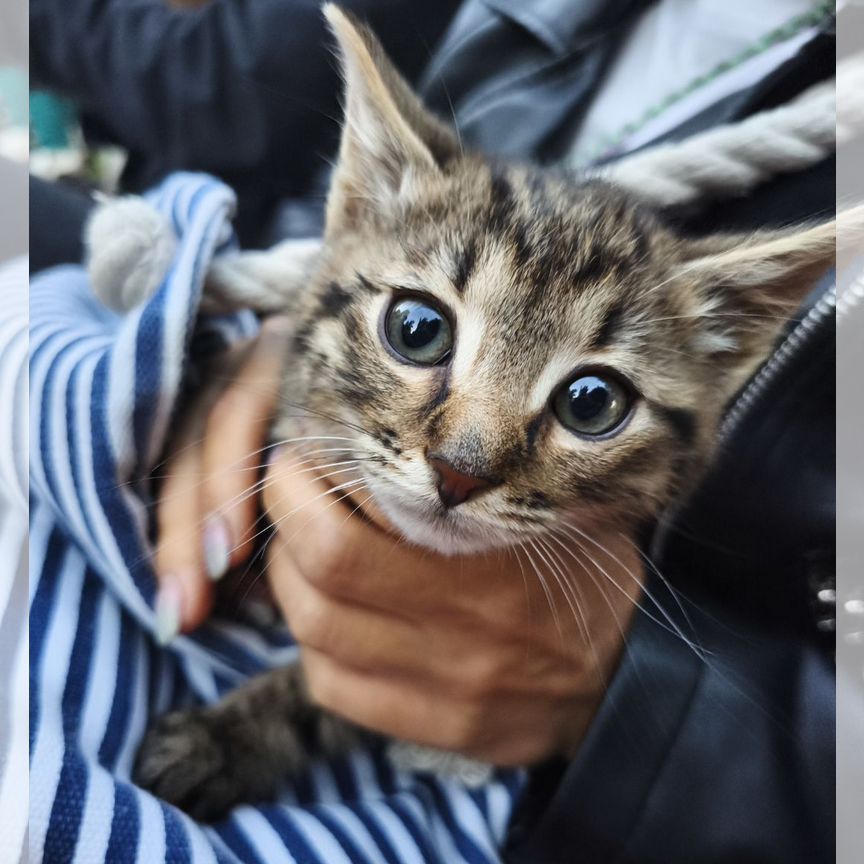 Котёнок в добрые руки
