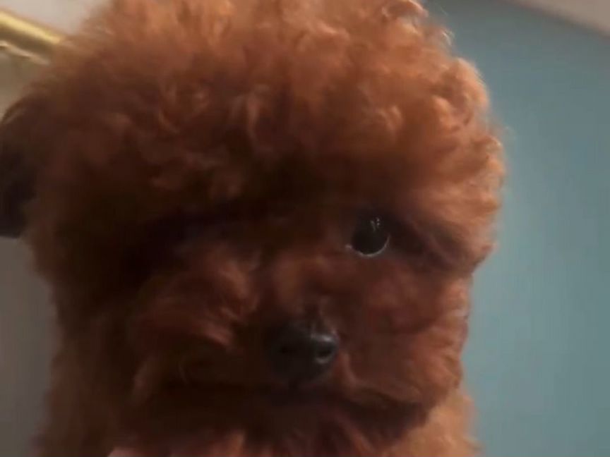 Тикап тедди пудель Китай