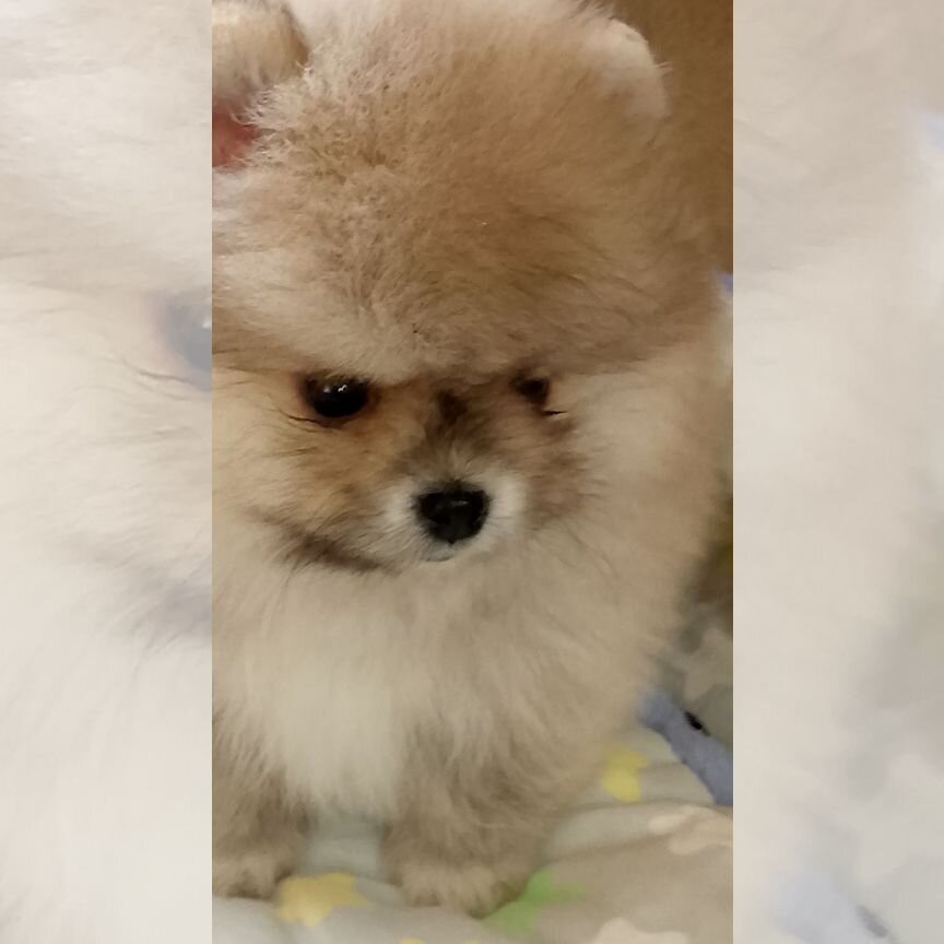 Померанский шпиц медвежьего типа