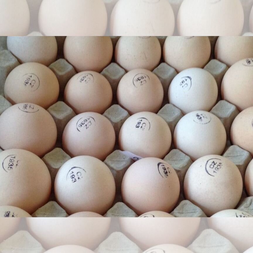 Инкубационное яйцо кобб500 Словакия