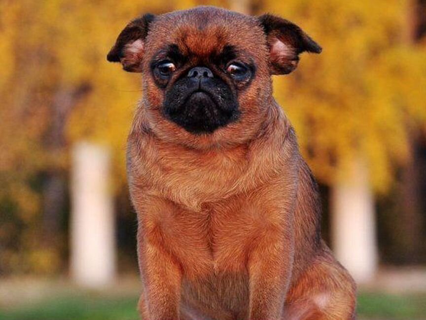 Брабансончики молодые взрослые девочки