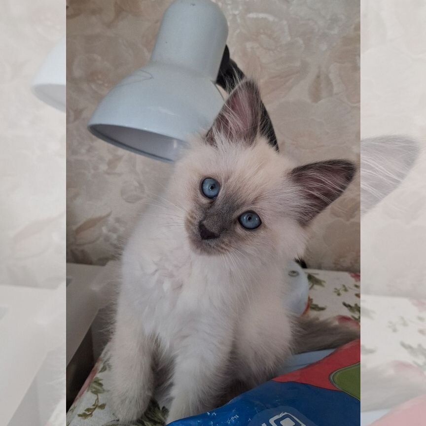 Невский маскарадный котёнок