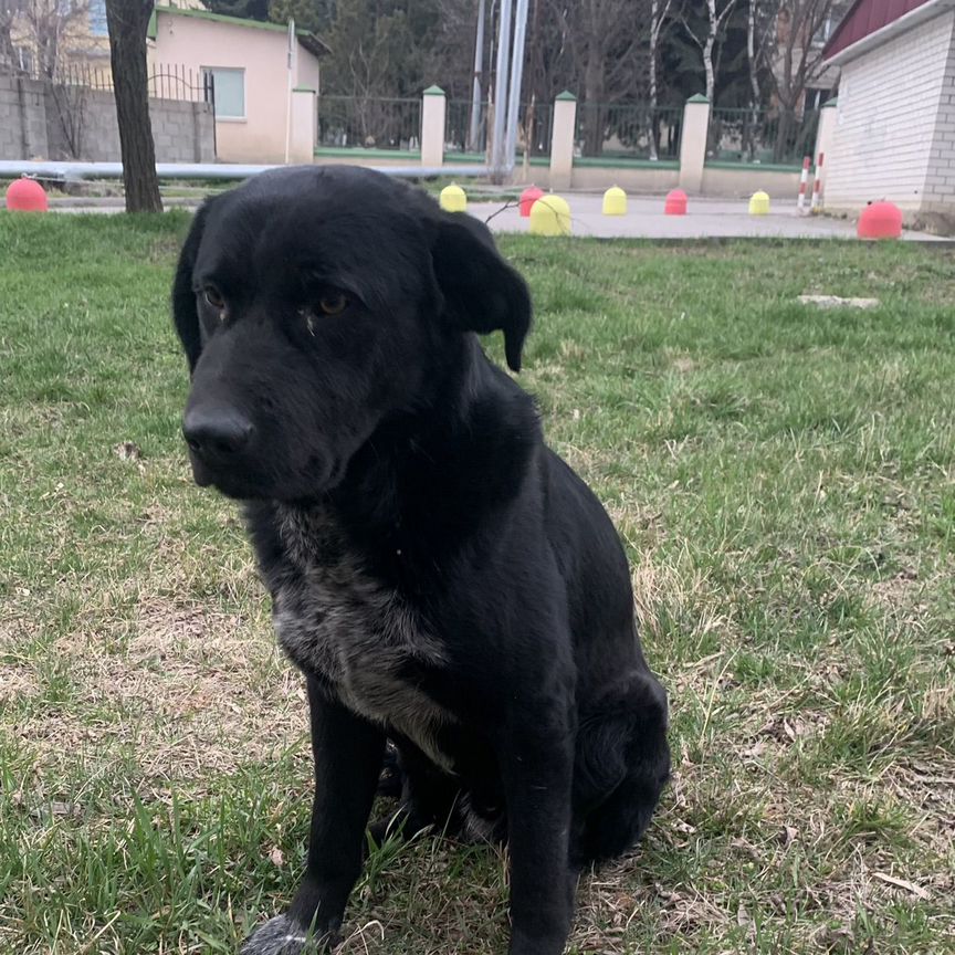 Собака в беде