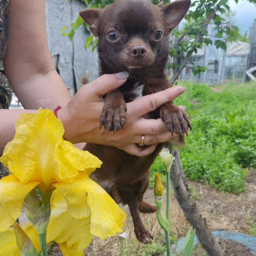 Чихуахуа, взрослый пёс