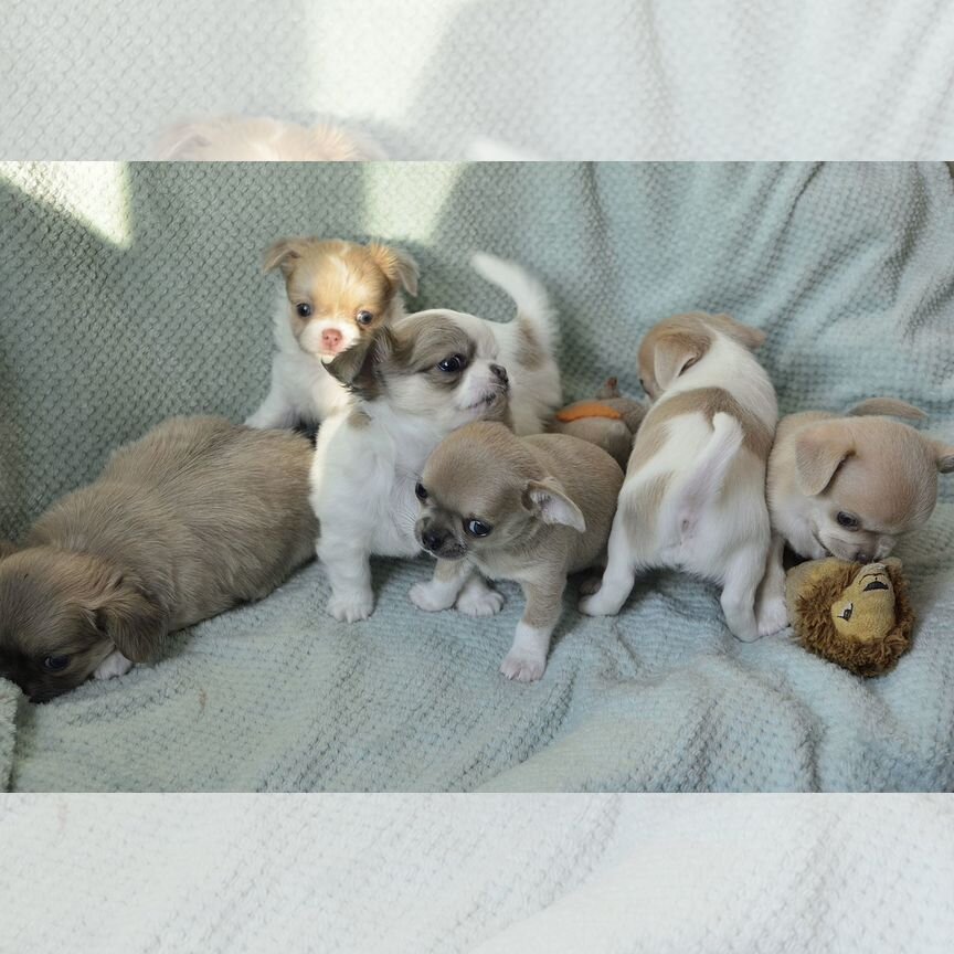 Продам щенков чихуахуа