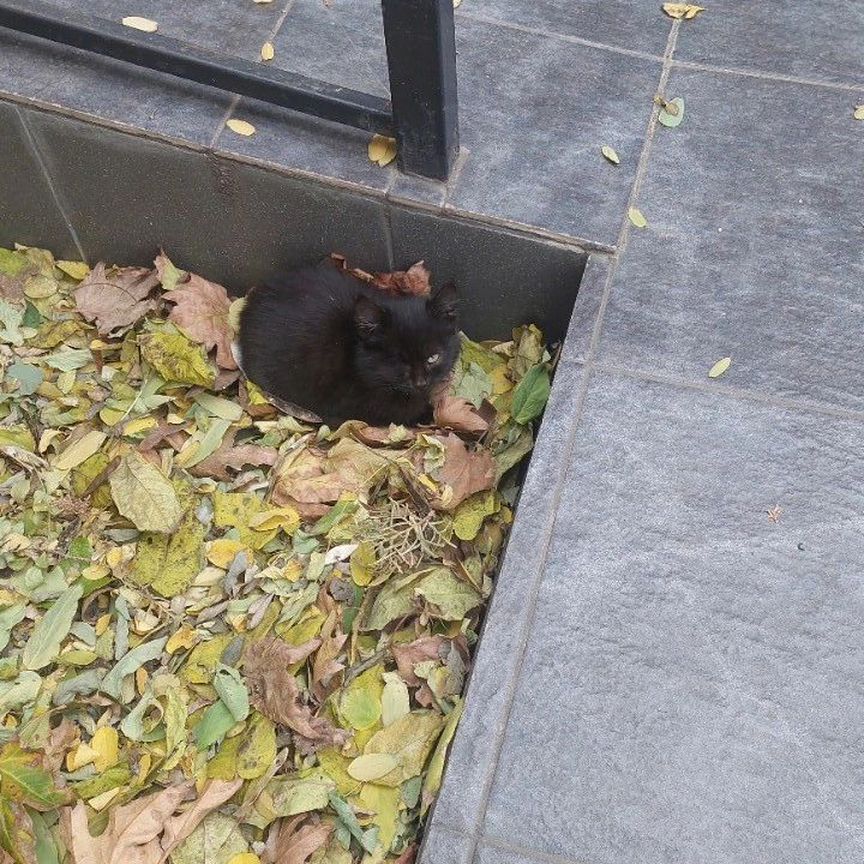 Котик в добрые руки