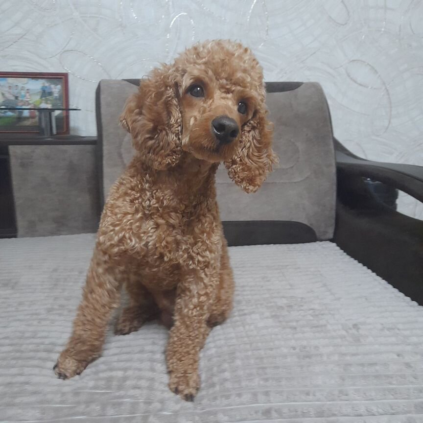 Карликовый пудель вязка