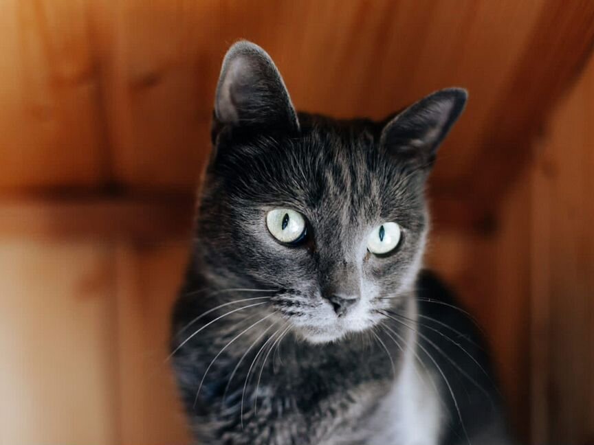Саша. Сашенька. Кошка в дар