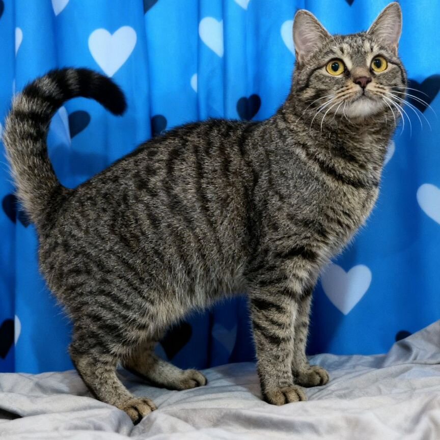 Взрослая, кошка в добрые руки