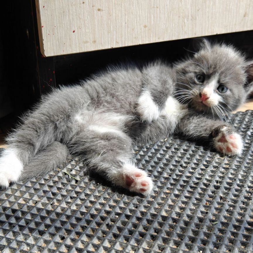 Котёнок в добрые руки
