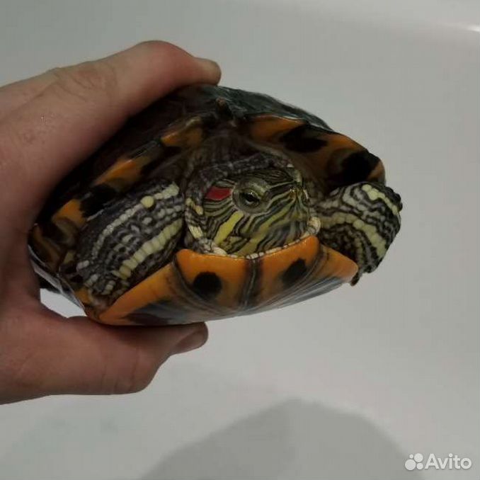 Красноухая черепаха аквариумом бесплатно