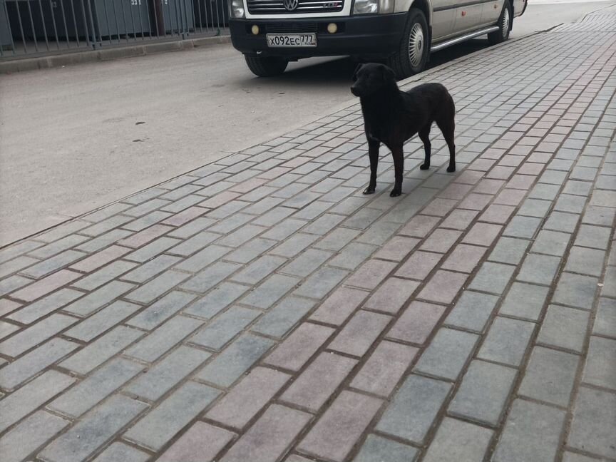 Маленькая собака бесплатно