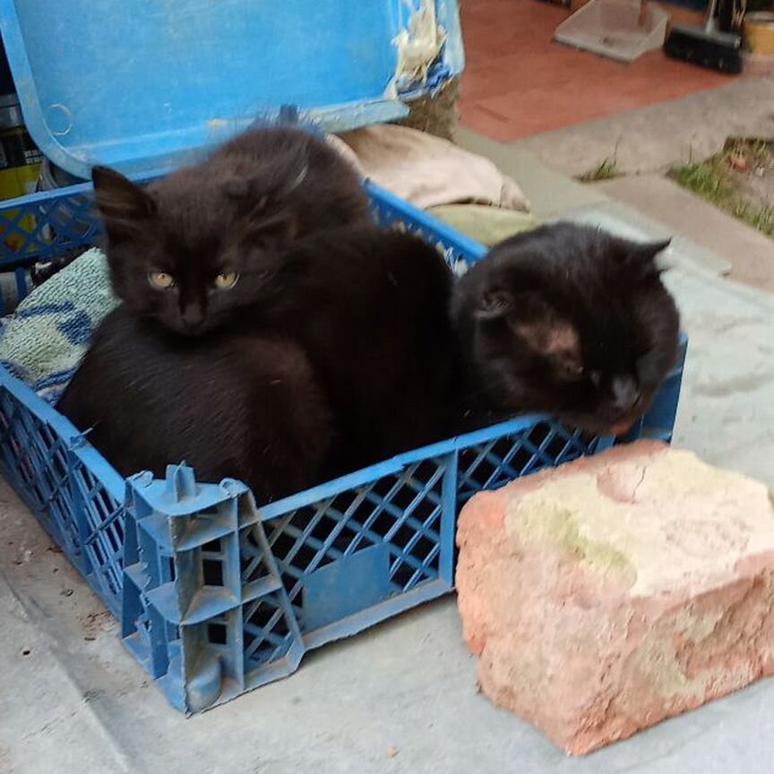 Котенок девочка. Отдам в хорошие руки
