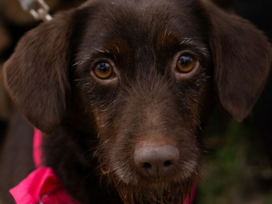 Собаки бесплатно