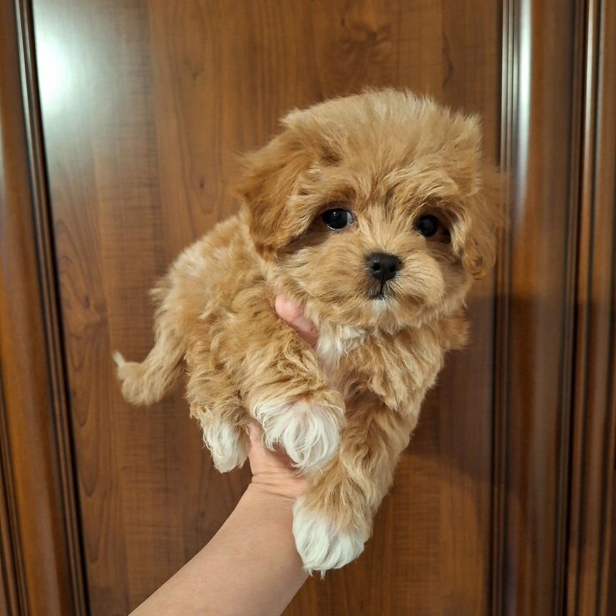 Мальтипу ф1 микро девочка