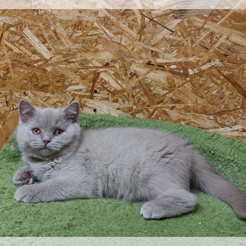 Британский короткошёрстный котёнок