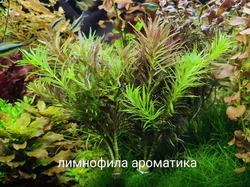 Растения для аквариума