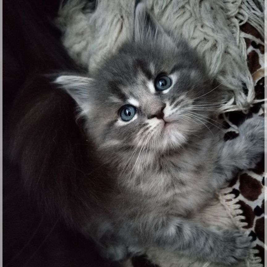 Мейн-кун котёнок