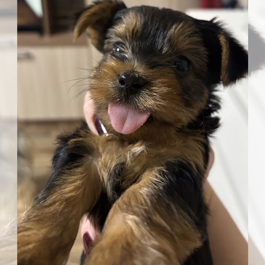 Йоркширский терьер, щенок