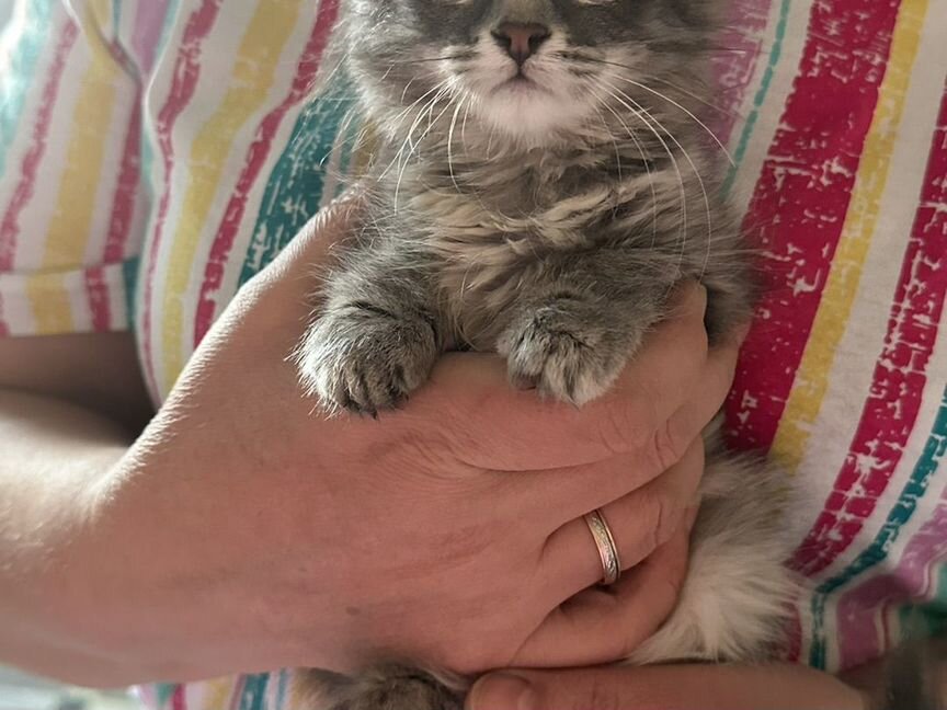 Котята в длбрые руки