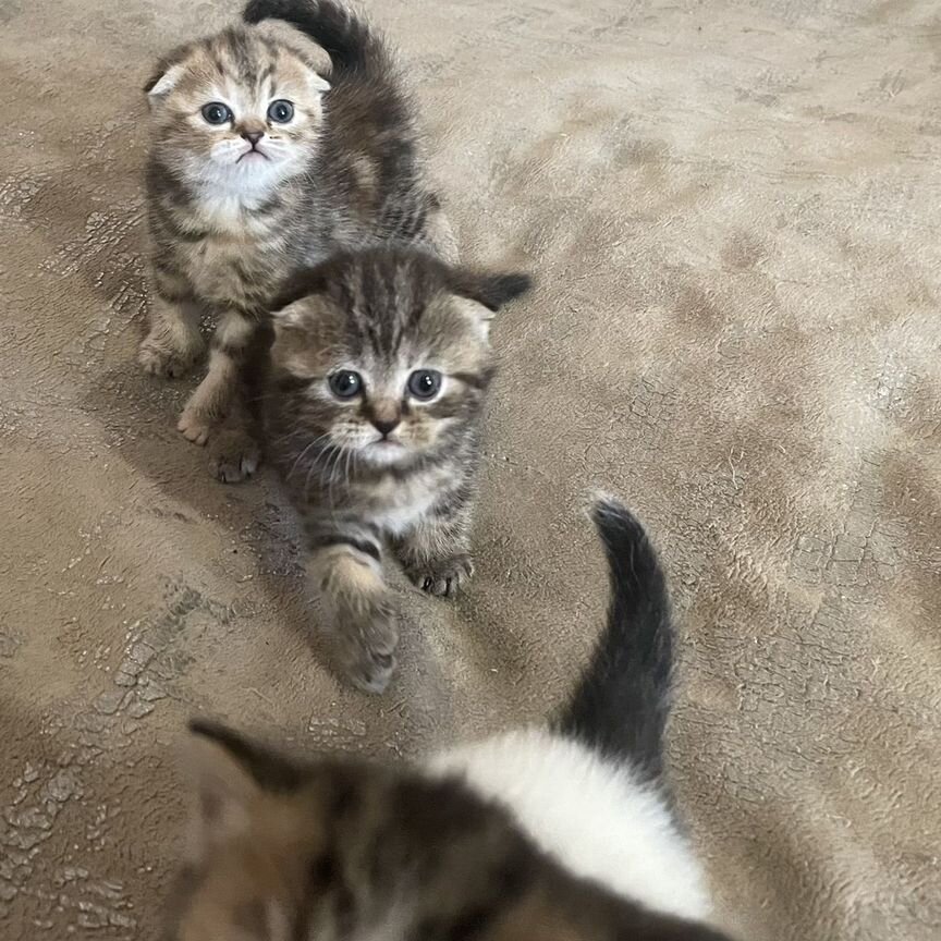 Шотландские вислоухие котята