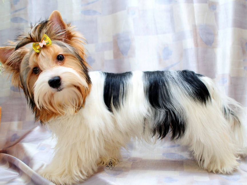 Цветной Йорк взрослая девочка