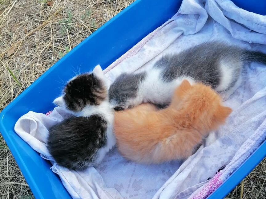 Котята в добрые руки