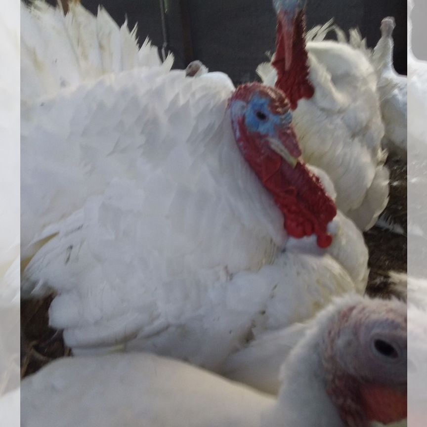 Индюки живым весом