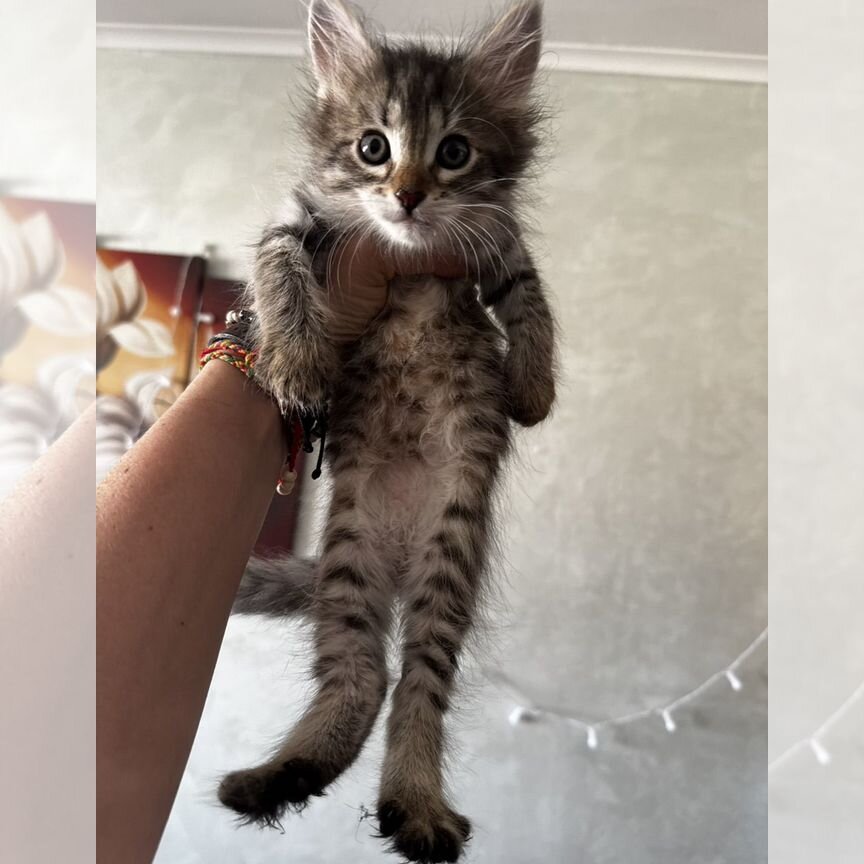 Сибирский котёнок