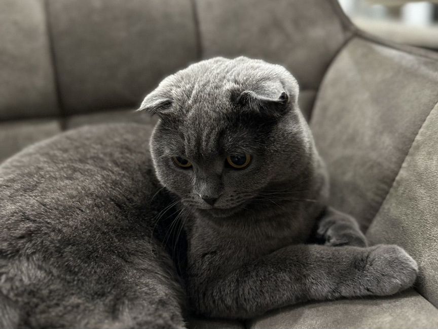 Шотландская вислоухая кошка бесплатно