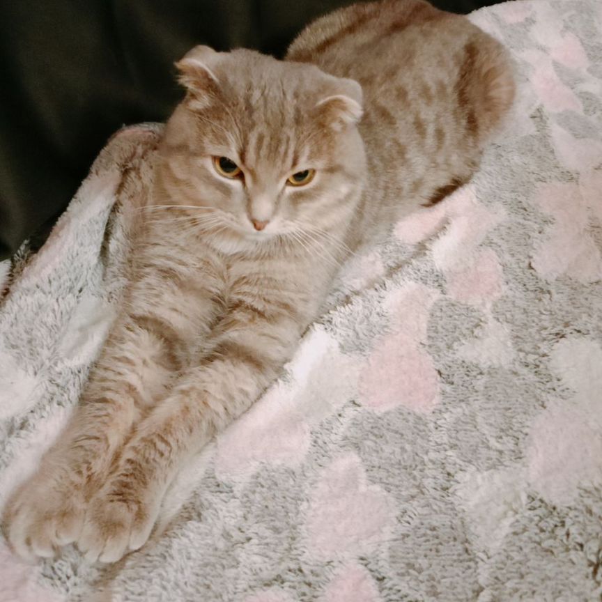 Шотландский вислоухий короткошёрстный, взрослый кот