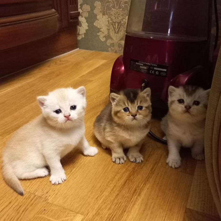 Шотландские котята