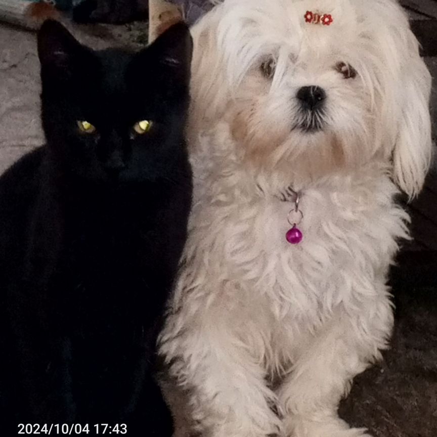 Щенки мальтезе