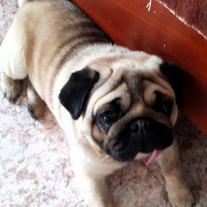 Мопс, взрослый пёс